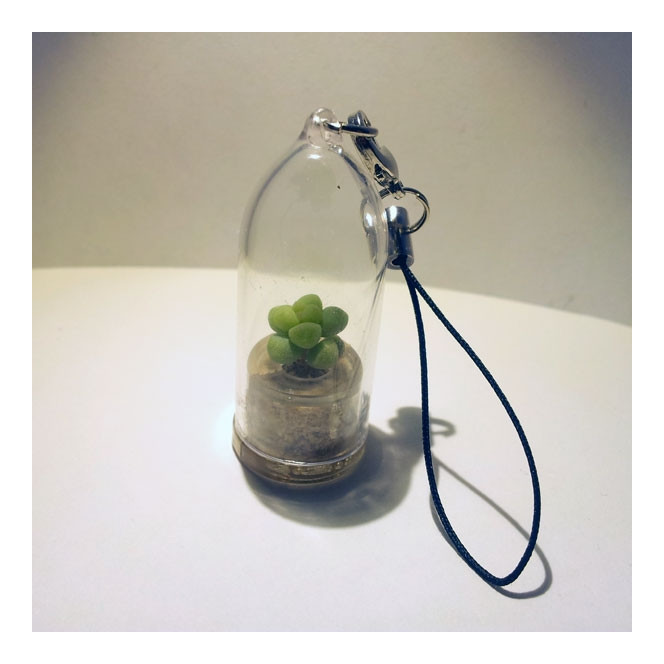 MINICACTUS® - Spécialiste des mini-plante cactus et des graines rares ...