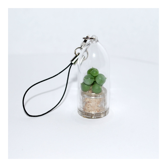 MINICACTUS® - Spécialiste des mini-plante cactus et des graines rares ...