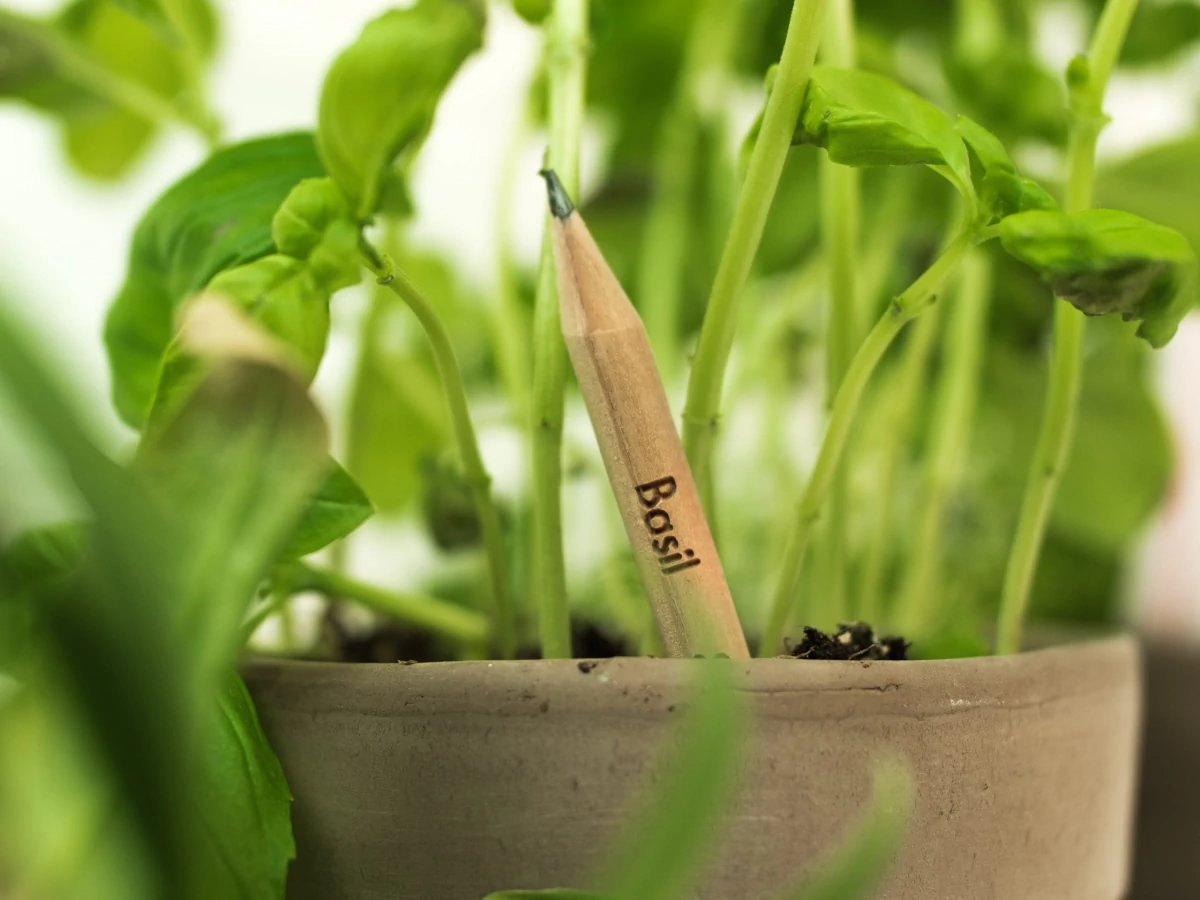 Crayon à planter - Fleurs et herbes aromatiques